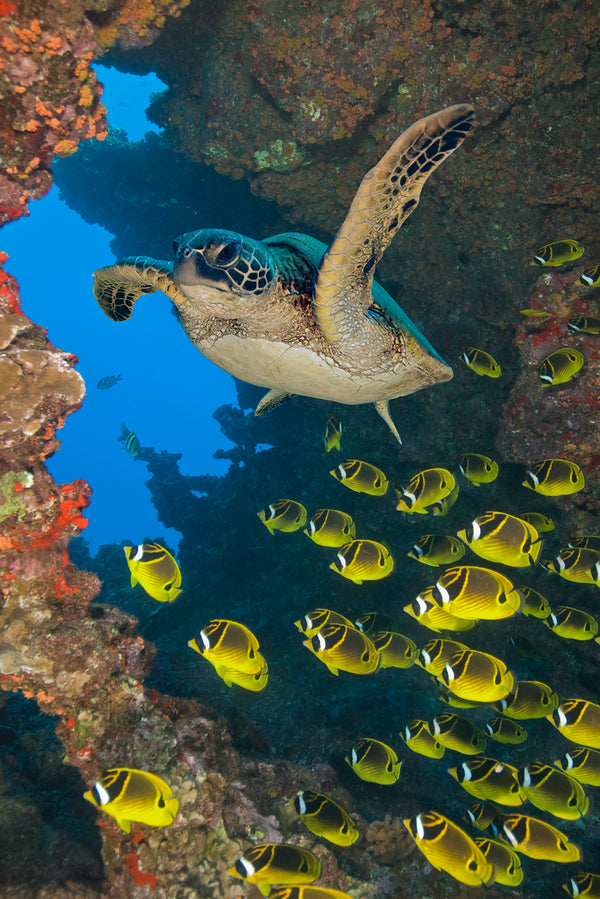 Mike, Mike the Motor Turtle - Cesere Brothers